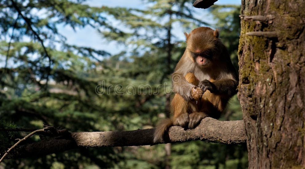 Secluded place stock photo. Image of animals, green, lonely - 12892704