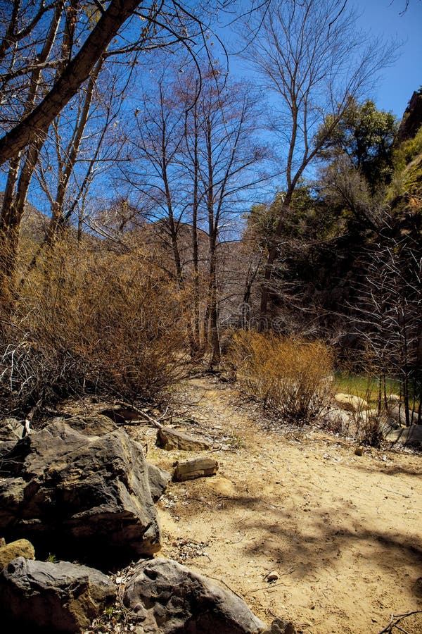 Secluded Trail through Trees Along Creek Stock Photo - Image of path ...