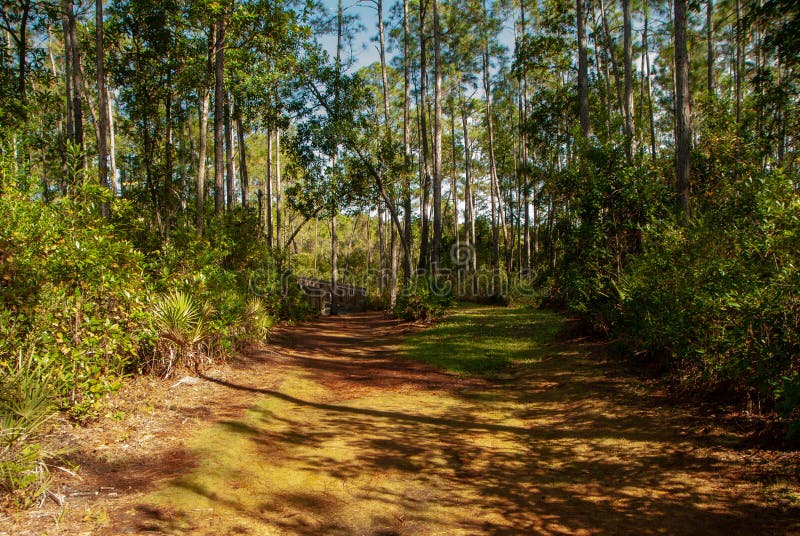 Secluded Trail Walk stock image. Image of plant, nature - 138297375
