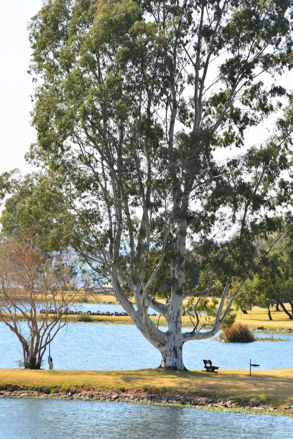 Secluded Tree on River Bank Stock Photo - Image of wood, wall: 195326084