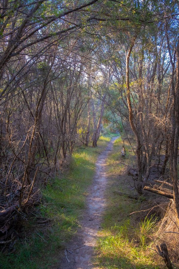 Secluded Walkway through Native Bush. Stock Image - Image of coast ...