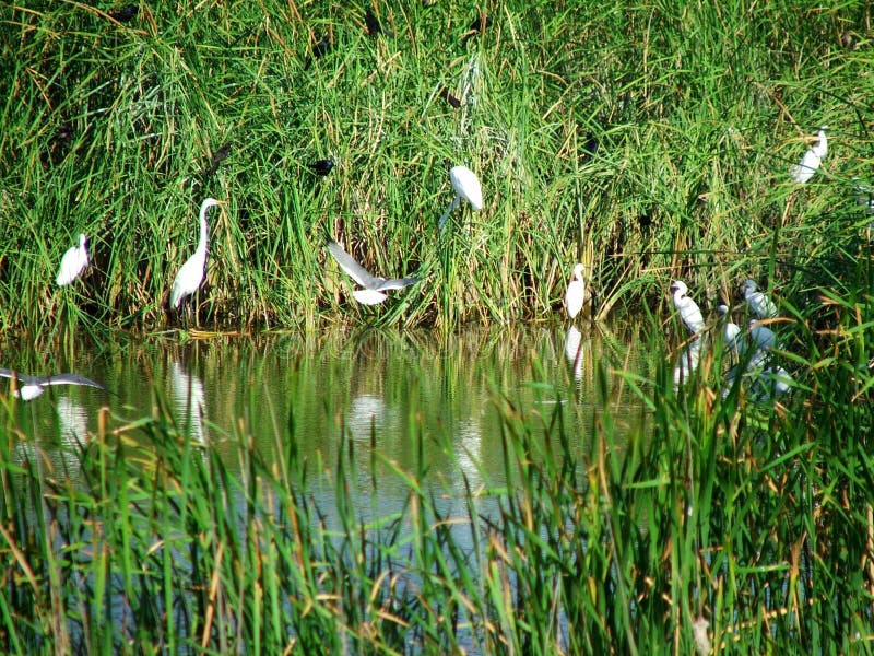 Seclusion stock image. Image of birdwatching, pool, tropical - 6306855