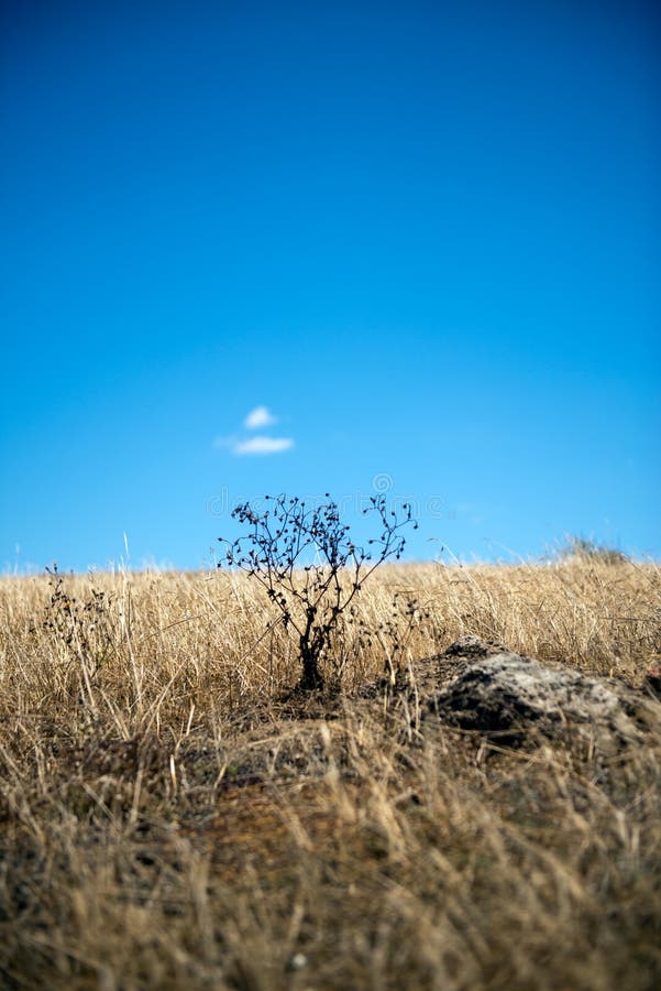 Seco foto de archivo. Imagen de campo, paisaje, verano - 56035630