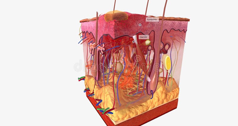 A Second Degree Burn Will Affect the Epidermis and Part of the Dermis ...