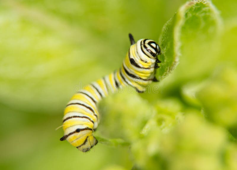 Second Instar Monarch Caterpillar Stock Image - Image of nature, animal ...