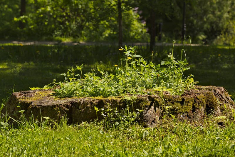 The Second Life of an Oak Stump Stock Photo - Image of natural, tree ...