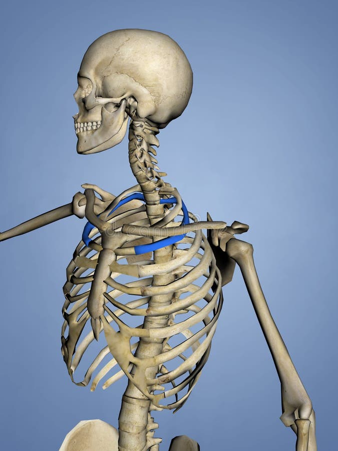 Second Rib, Rib Cage, 3D Model Stock Illustration - Illustration of ...