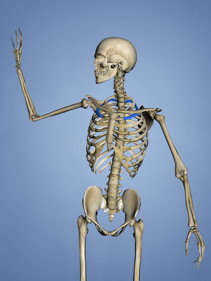 Second Rib, Rib Cage, 3D Model Stock Illustration - Illustration of ...