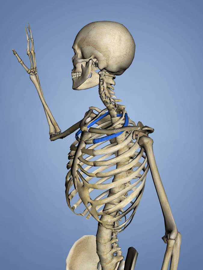 Second Rib, Rib Cage, 3D Model Stock Illustration - Illustration of ...