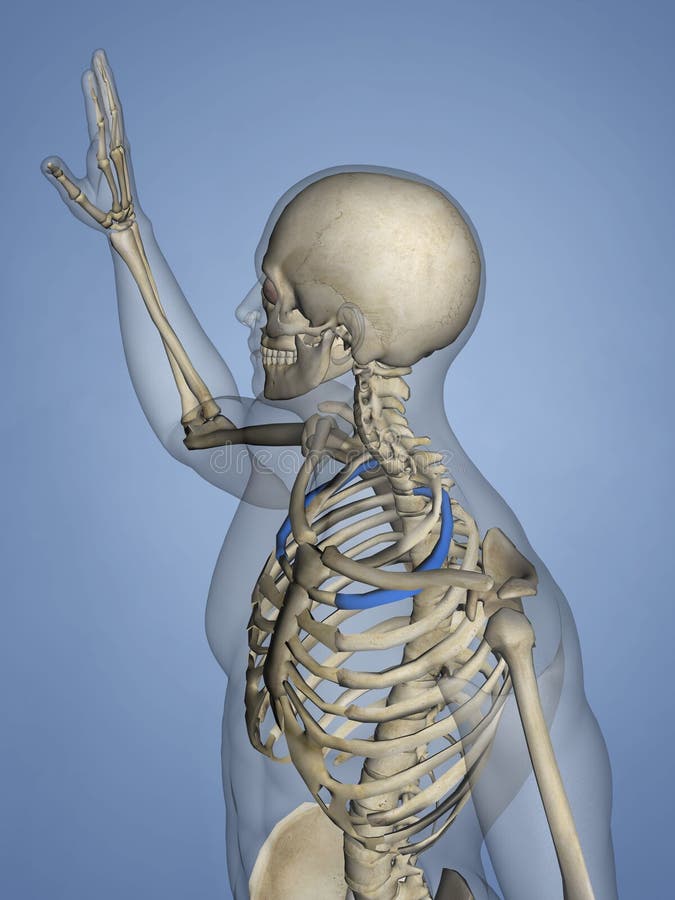 Second Rib, Rib Cage, 3D Model Stock Illustration - Illustration of ...