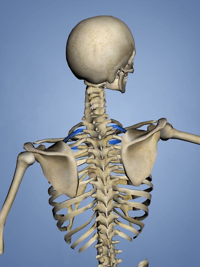 Second Rib, Rib Cage, 3D Model Stock Illustration - Illustration of ...