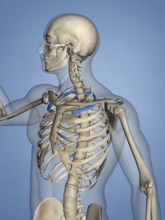 Second Rib, Rib Cage, 3D Model Stock Illustration - Illustration of ...