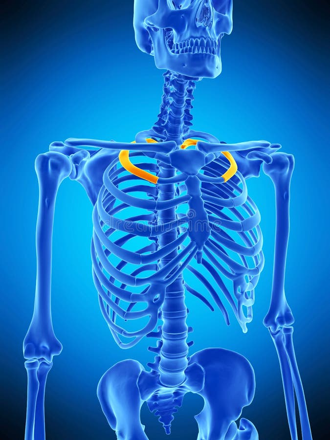 The second ribs stock illustration. Illustration of rendering - 73211843