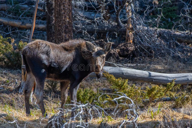 A Moose Calf Roaming in the Mountains in Spring Stock Photo - Image of ...