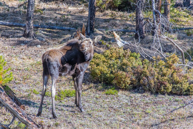 A Moose Calf Roaming in the Mountains in Spring Stock Image - Image of ...