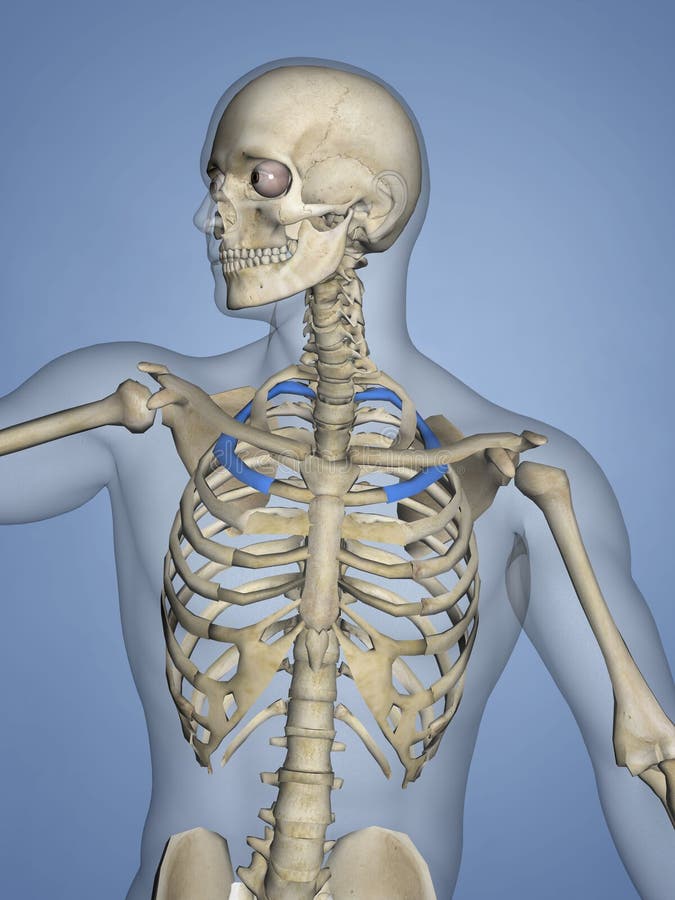 Seconda Costola, Rib Cage, Modello 3D Illustrazione di Stock ...