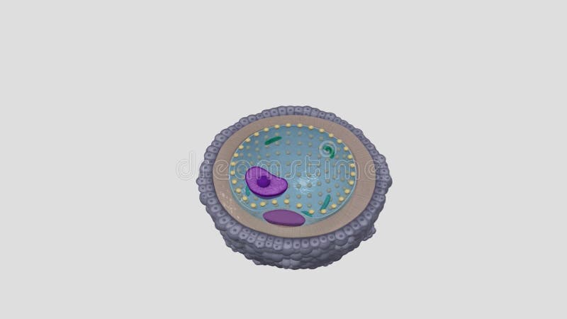 The Secondary Oocyte is the Cell that is Formed by Meiosis I in ...