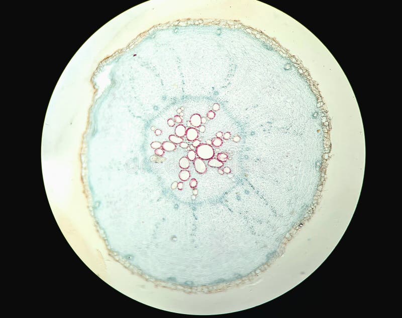 Tissues of Secondary Root Structure, Microscopic Photography Stock ...