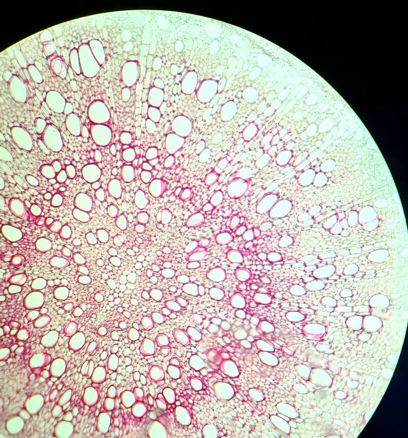 Secondary Root Structure, Microscopic Photography Stock Photo - Image ...