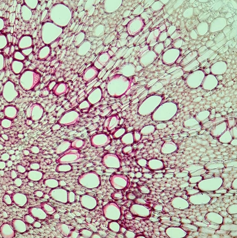 Tissues of Secondary Root Structure, Microscopic Photography Stock ...