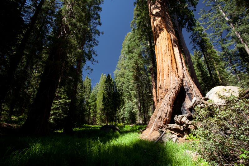 Secoya imagen de archivo. Imagen de azul, césped, verde - 33676497
