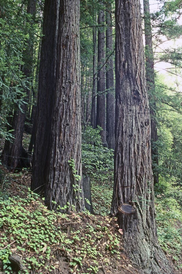 Secoya foto de archivo. Imagen de madera, flora, secoya - 36309086