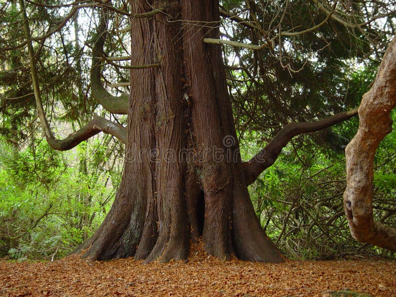 Secoya gigante foto de archivo. Imagen de secoya, gigante - 11925706