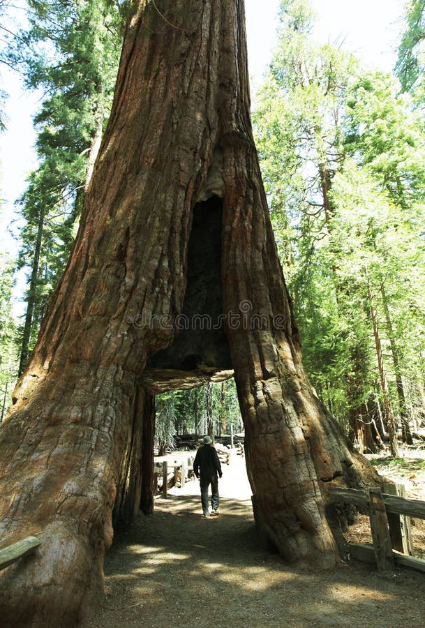 Secoya Park imagen de archivo. Imagen de parque, camino - 49995609
