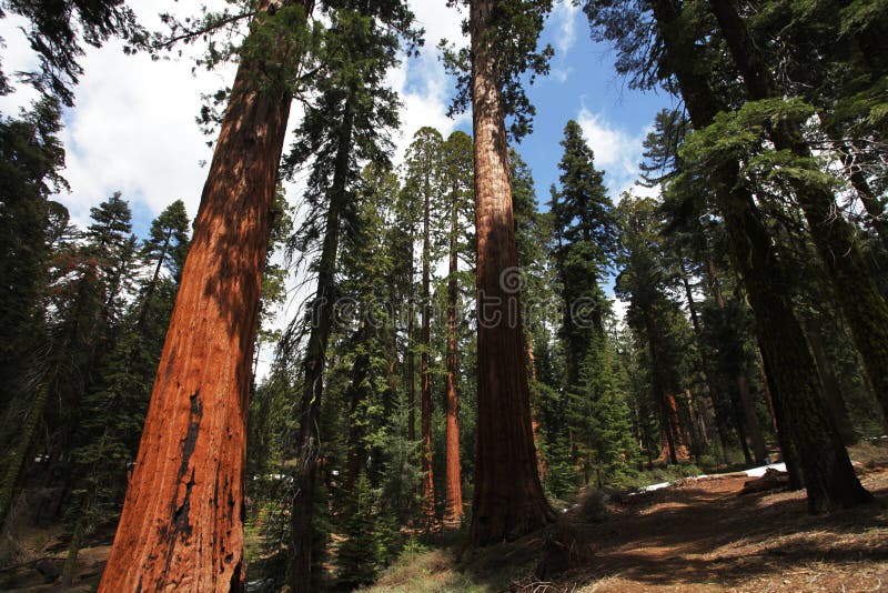 Secoya imagen de archivo. Imagen de paisaje, california - 9813889