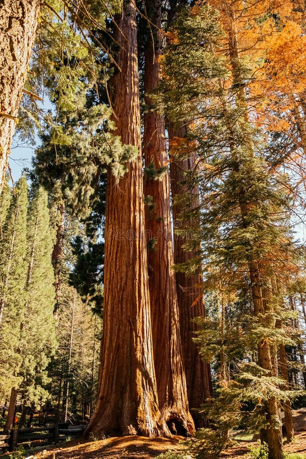 Secoya Al Borde Del Bosque En El Parque Nacional De Secoya Imagen de ...