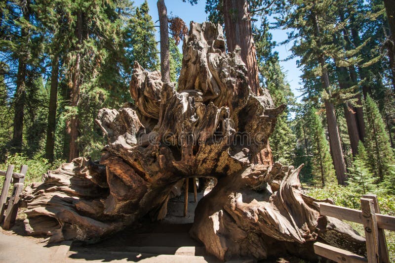Árbol Caido De La Secoya En El Parque Nacional De Yosemite, California ...