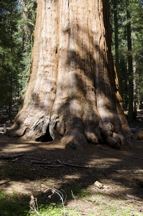 Secoya En Parque Nacional De Secoya Imagen de archivo - Imagen de ...