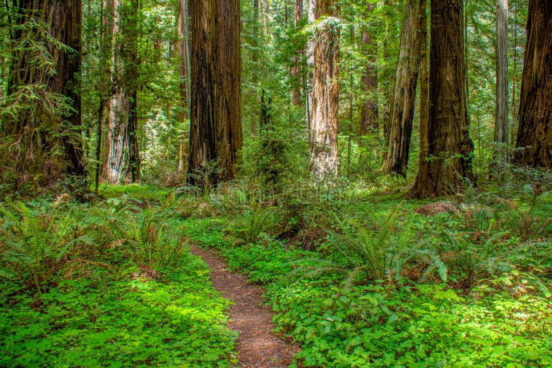 Camino De Bosque De La Secoya Foto de archivo - Imagen de fern, lush ...