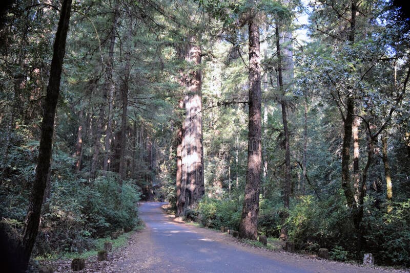 Secoya Forest Road imagen de archivo. Imagen de denso - 99242873