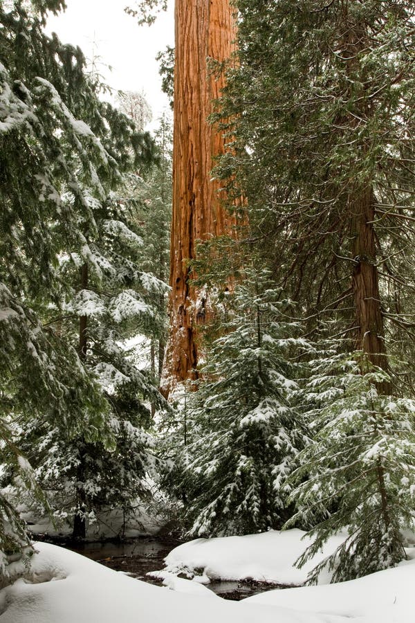Secoya gigante imagen de archivo. Imagen de parque, viejo - 14140699
