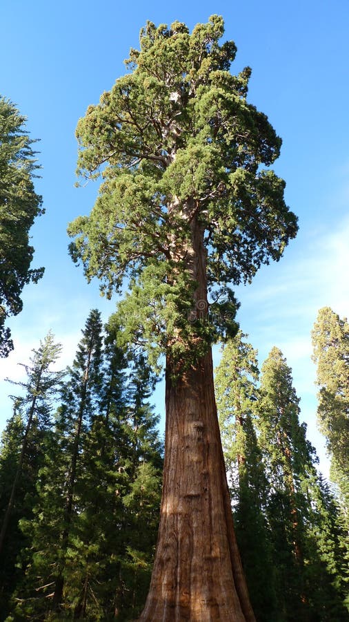 Gran secoya foto de archivo. Imagen de alto, parque, árbol - 10769434