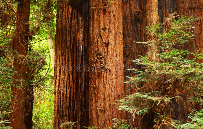 Rastro De La Secoya En Un Parque De La Secoya Foto de archivo - Imagen ...