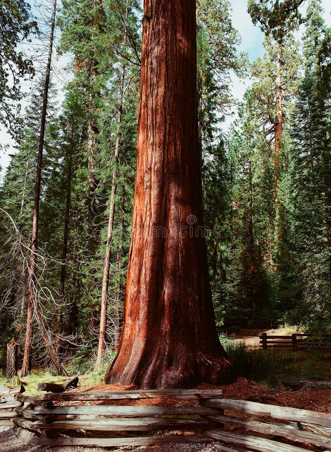 Secoya gigante imagen de archivo. Imagen de planta, color - 52664373