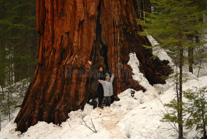Secoya gigante dos imagen de archivo. Imagen de parque - 765035
