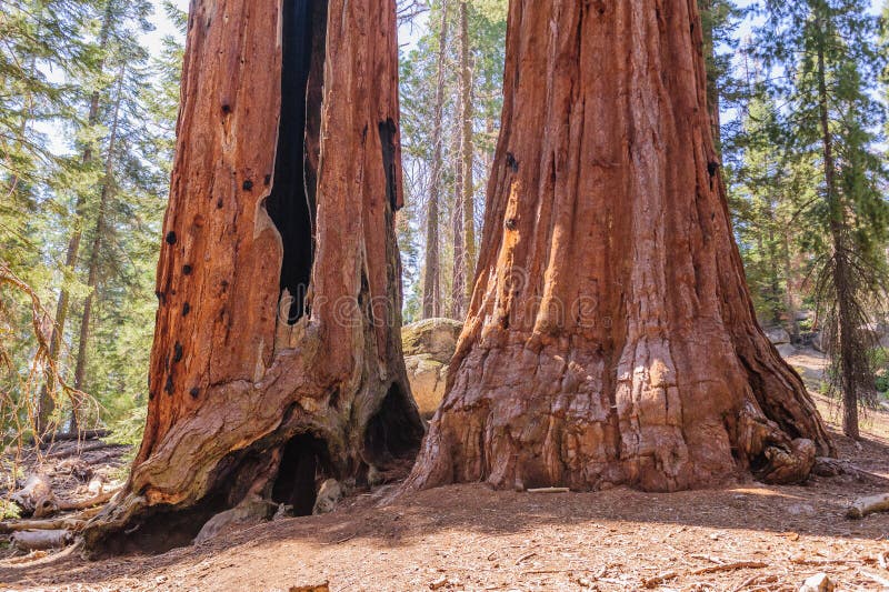 Secoya Gigante En Grant Grove Imagen de archivo - Imagen de california ... Secoya Gigante En Grant Grove Imagen de archivo - Imagen de california ...