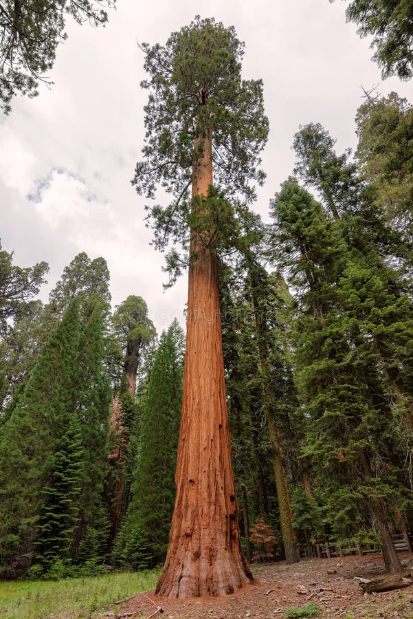 Secoya Gigante En Parque Nacional De Secoya Imagen de archivo - Imagen ...