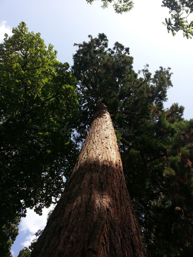 Monumento Nacional De La Secoya Gigante Foto de archivo - Imagen de ...
