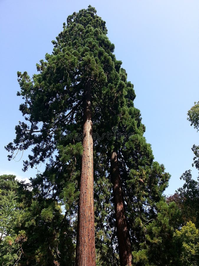 Secoya Gigante En Un Parque Nacional Foto de archivo - Imagen de corte ...