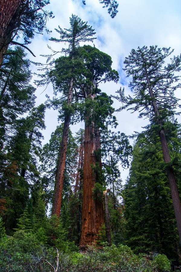 Secoya Gigante, Parque Nacional Imagen de archivo - Imagen de viejo ...
