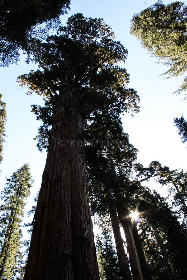Secoya Gigante, Parque Nacional De Secoya Foto de archivo - Imagen de ...