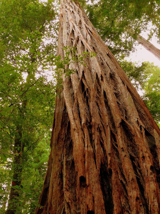 Árbol De La Secoya, Padre Del Bosque Imagen de archivo - Imagen de ...