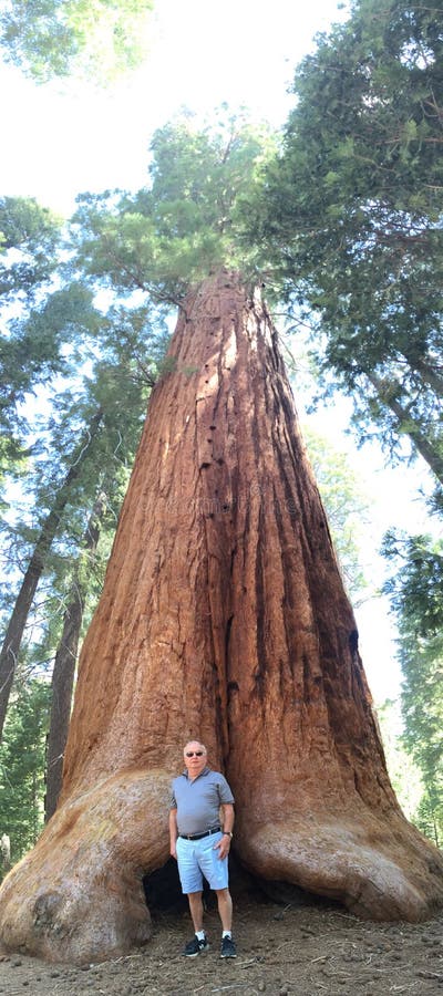 Secoya, Madera Roja Gigante Imagen editorial - Imagen de secoya, madera ...