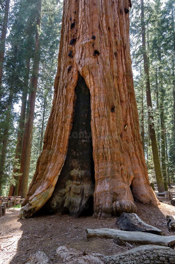Secoya gigante foto de archivo. Imagen de secoya, gigante - 11925706