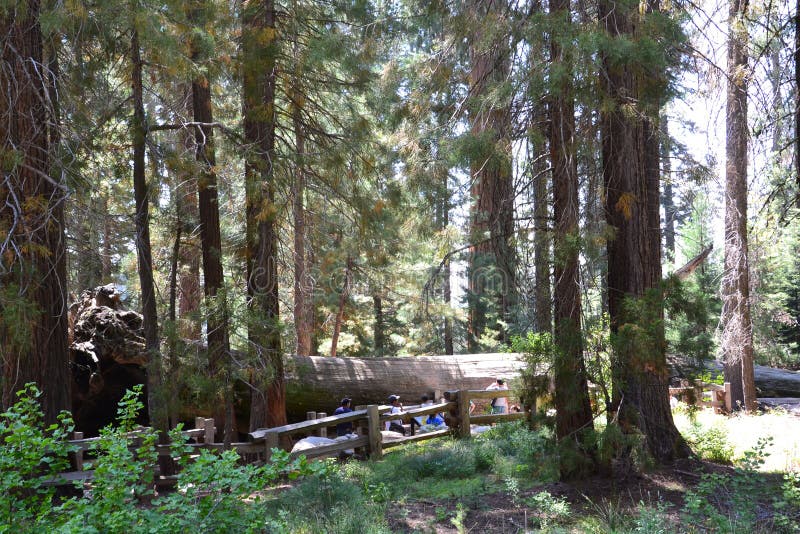 Árboles Grandes Famosos De La Secoya Imagen de archivo - Imagen de ...