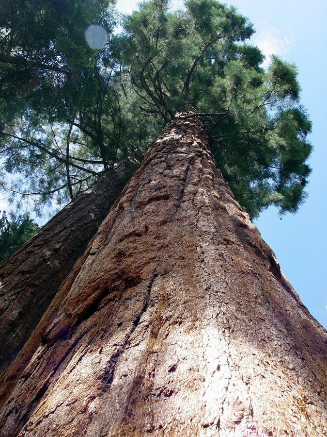Árbol de la secoya gigante foto de archivo. Imagen de alto - 1395112